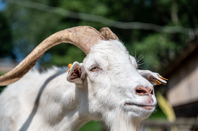Cabra Saanen Animal De - Foto gratuita no Pixabay - Pixabay