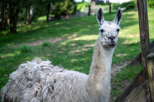 Llama Animal Village - Free photo on Pixabay - Pixabay