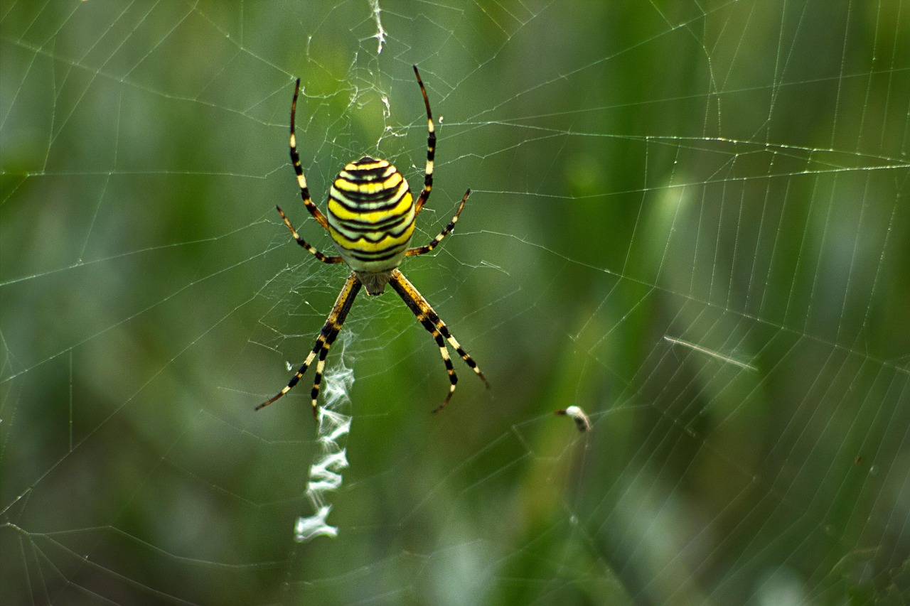 Wasp Spider Web - Free photo on Pixabay - Pixabay