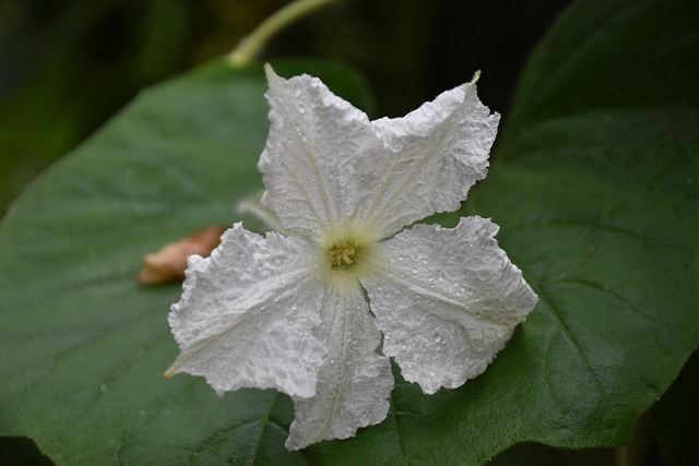 Fleur De Citrouille Blanche - Photo gratuite sur Pixabay - Pixabay