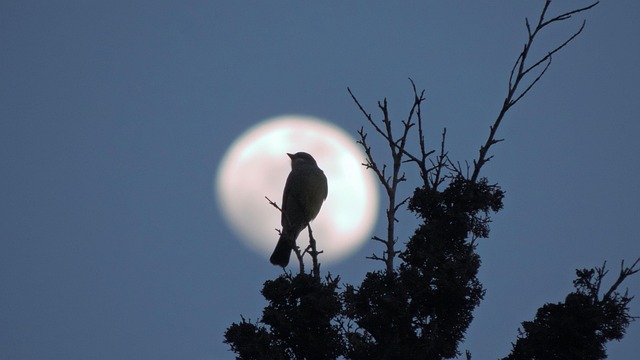 Bird Moon Night Free Photo On Pixabay Pixabay