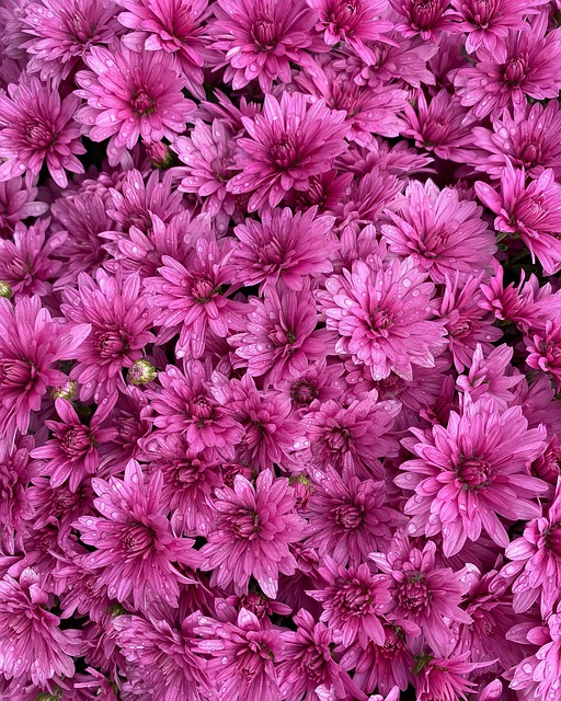 Mums Chrysanthemum Pink Flowers - Free photo on Pixabay