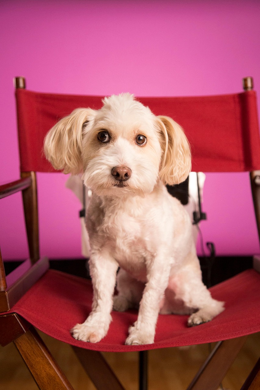 Mascota Mostrar Perro Animal - Foto gratis en Pixabay