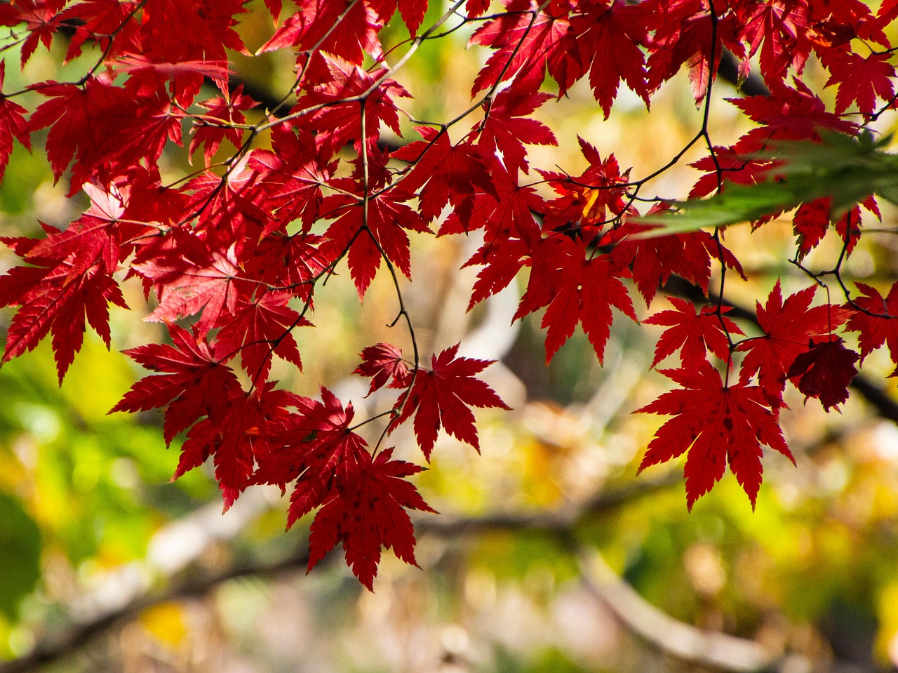 Rama De árbol Con Hojas De Arce Árbol Arce Hoja Maple 540 Hojas