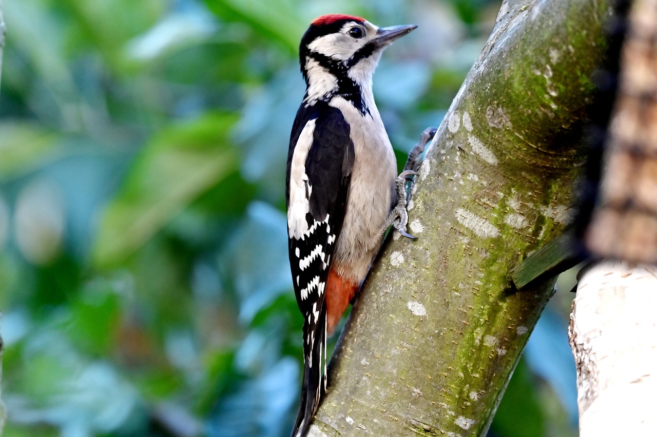 Great Spotted Woodpecker Bird - Free photo on Pixabay - Pixabay
