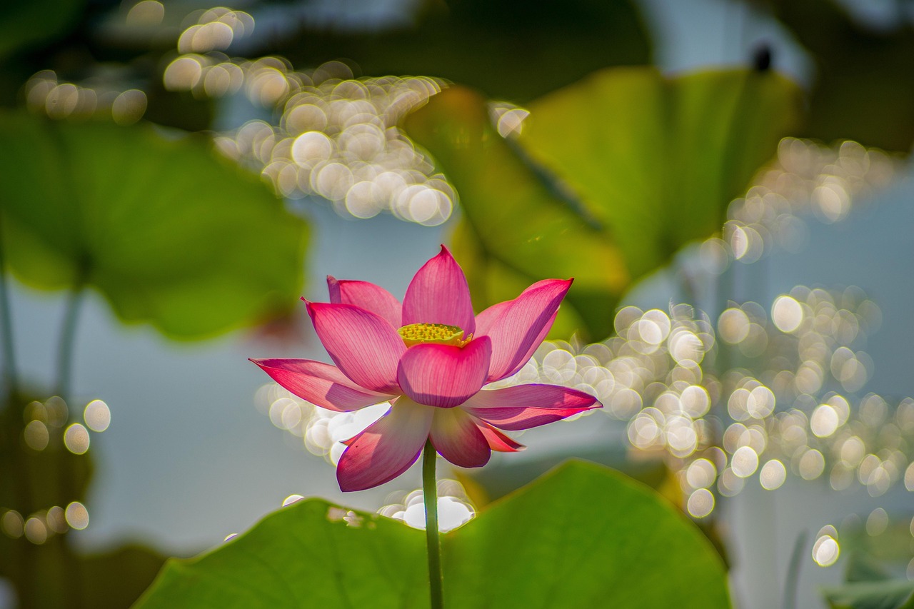 Flower Lotus Petals - Free photo on Pixabay - Pixabay