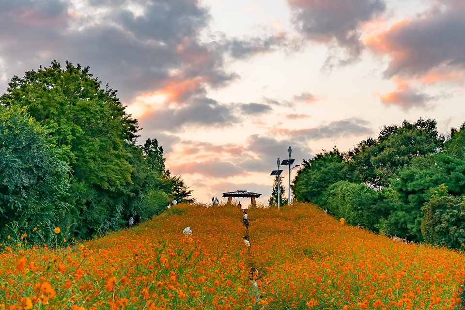 Taman Bunga Kosmos Belerang - Foto gratis di Pixabay