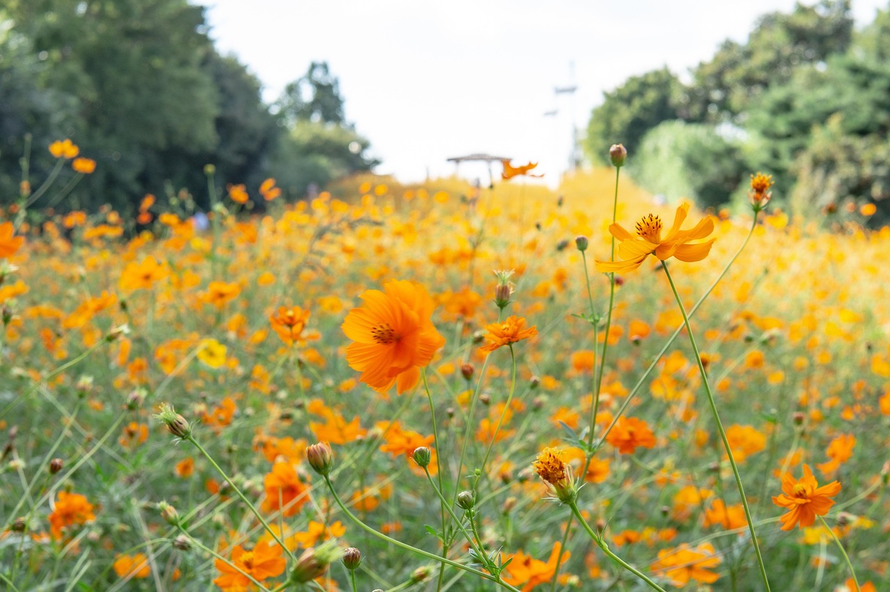 Flower Garden Sulfuric - Free photo on Pixabay - Pixabay
