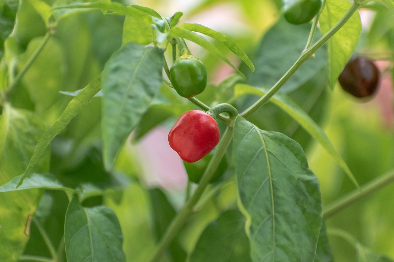 Chili Peppers Plant - Free photo on Pixabay - Pixabay
