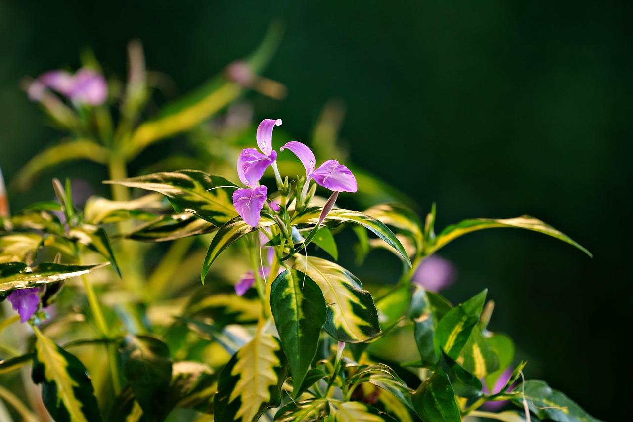 500+ Free Magenta Flowers & Magenta Images - Pixabay