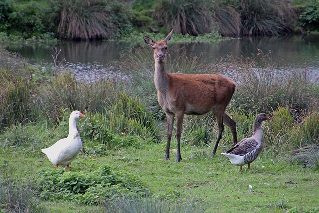 Cervo Ganso Selvagem Lago Animais - Foto gratuita no Pixabay - Pixabay