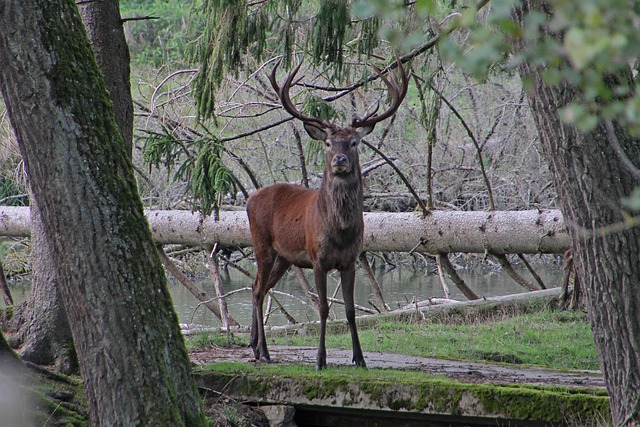 Deer Red Wildlife Free Photo On Pixabay Pixabay