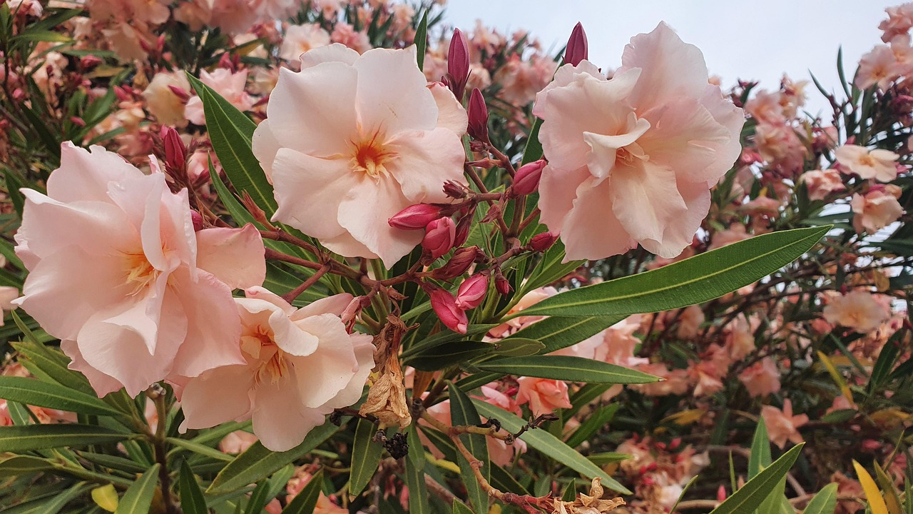 Flore Orléandre Plante - Photo gratuite sur Pixabay - Pixabay