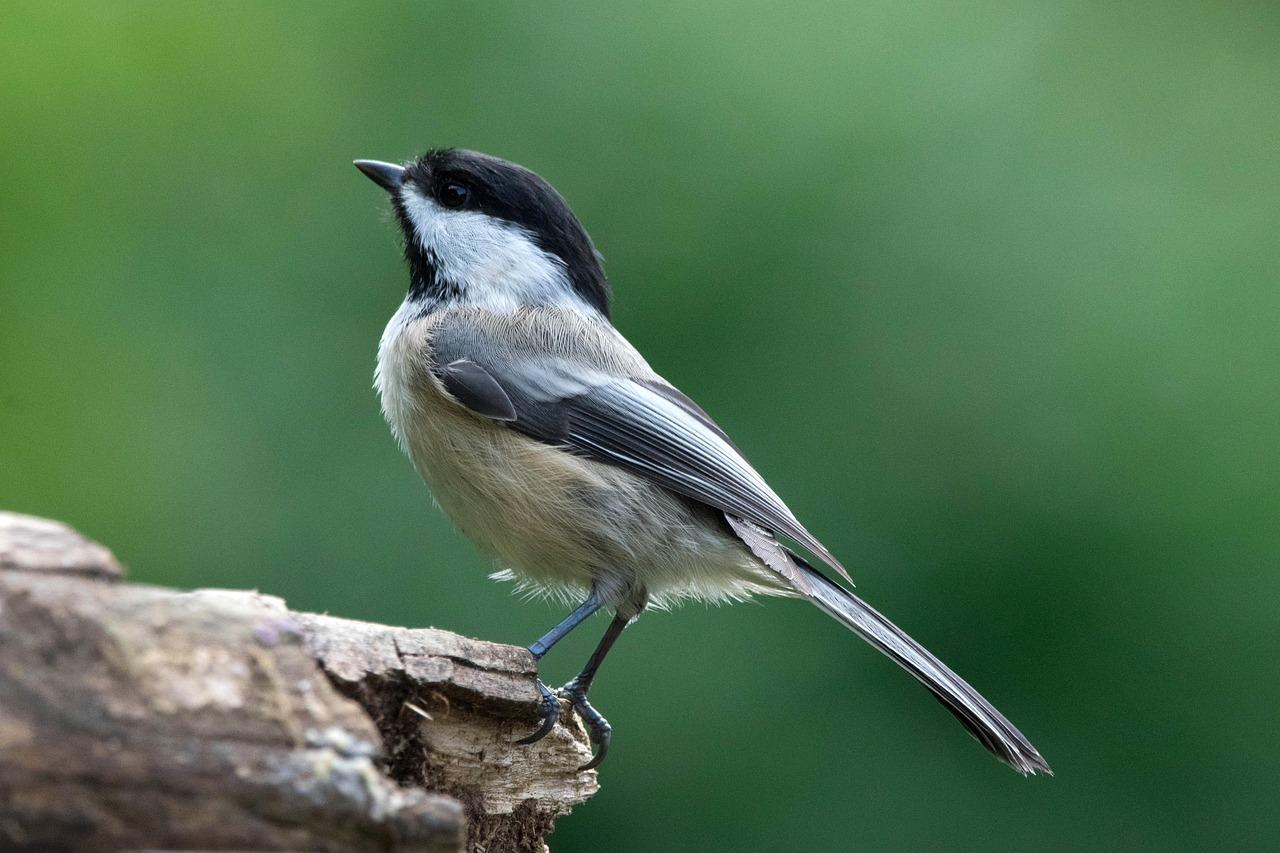 200+ Free Chickadee & Nature Images - Pixabay