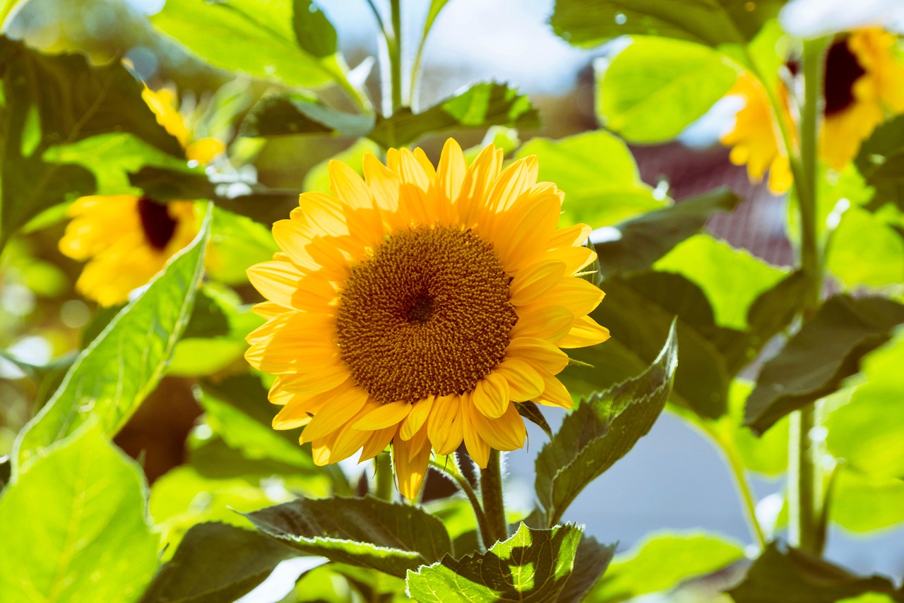 Sunflowers Yellow Flowers - Free photo on Pixabay
