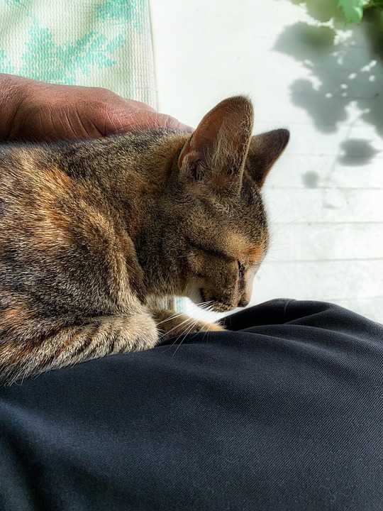 Teman Kucing Coklat - Foto gratis di Pixabay - Pixabay
