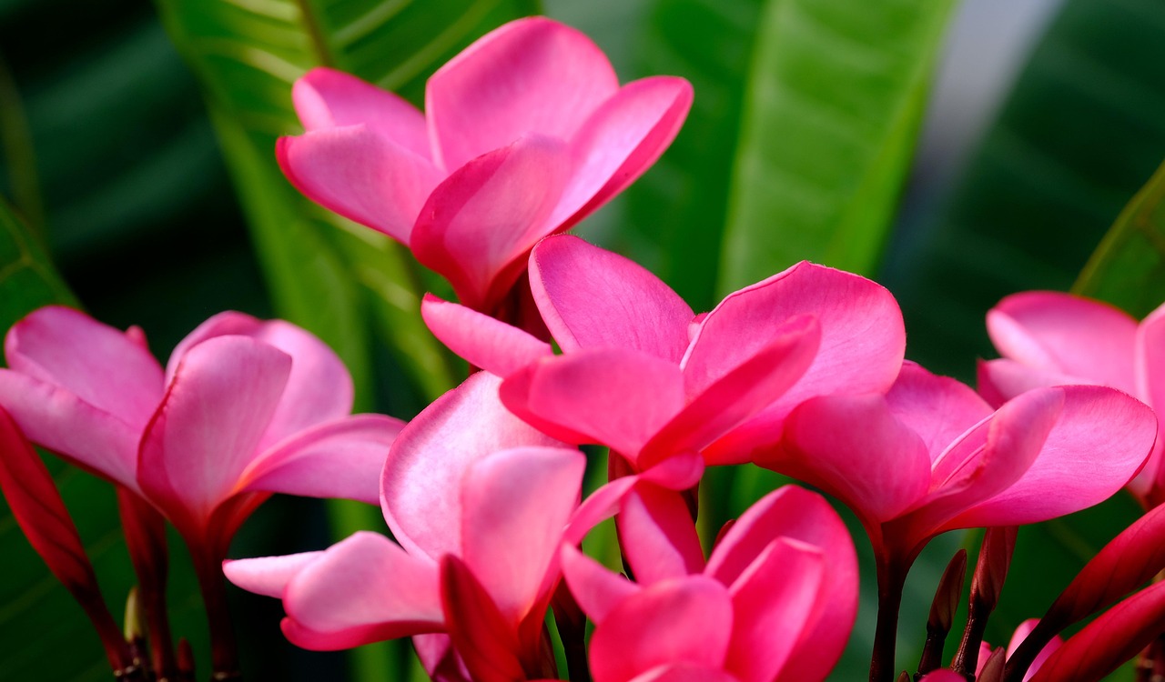 Plumeria Flowers Frangi Pani Pink - Free photo on Pixabay - Pixabay