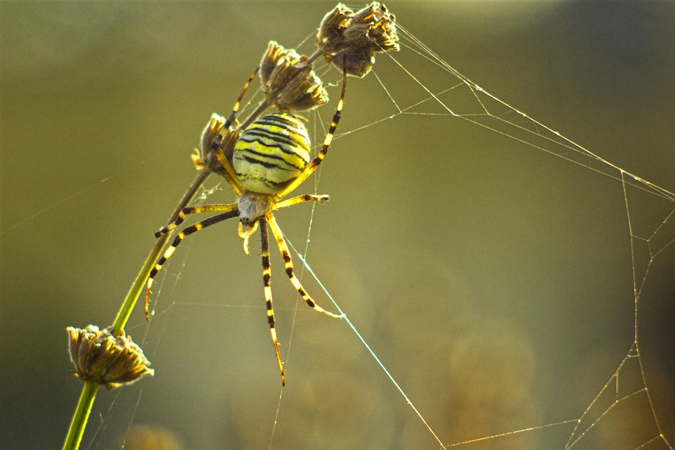 Spider Arachnid Wasp - Free photo on Pixabay