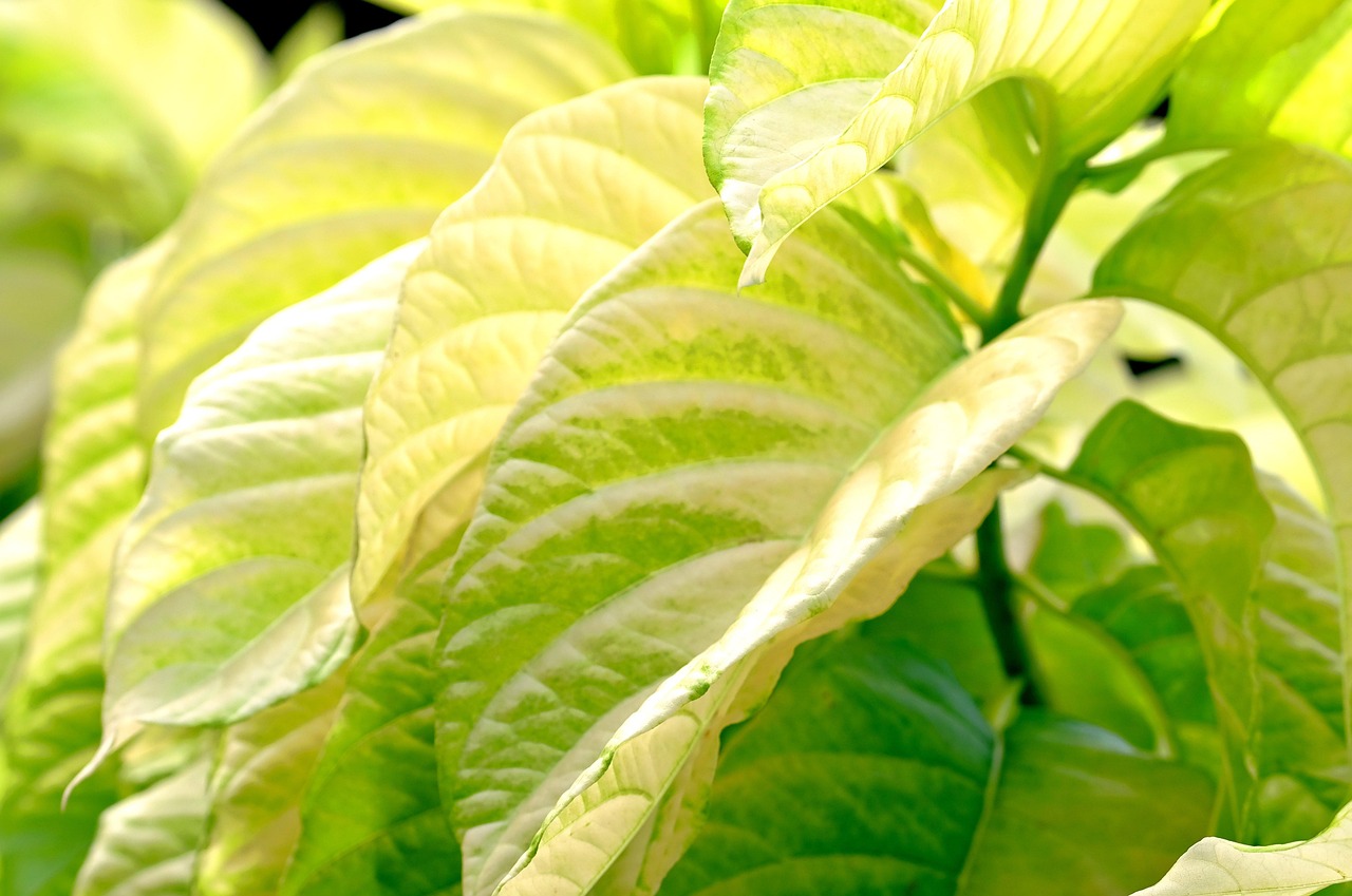 400+ Free Pisonia Alba & Nature Images - Pixabay