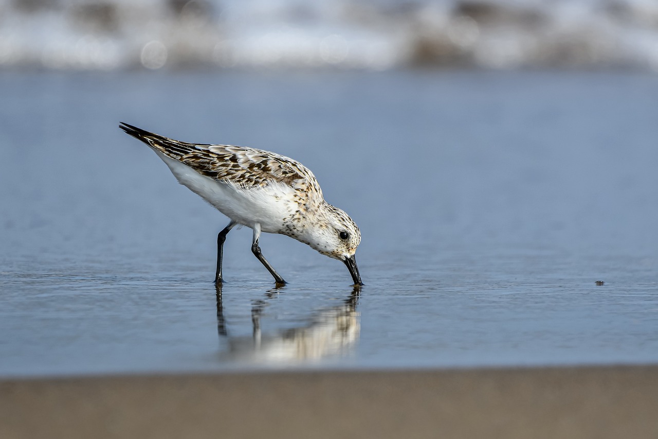 300+ Free Fläckig Sandpiper & Sandpiper Photos - Pixabay