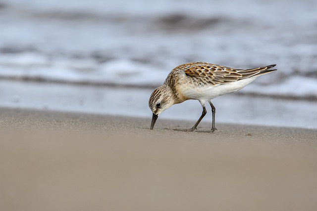 300+ Free Sandpiper & Nature Images - Pixabay