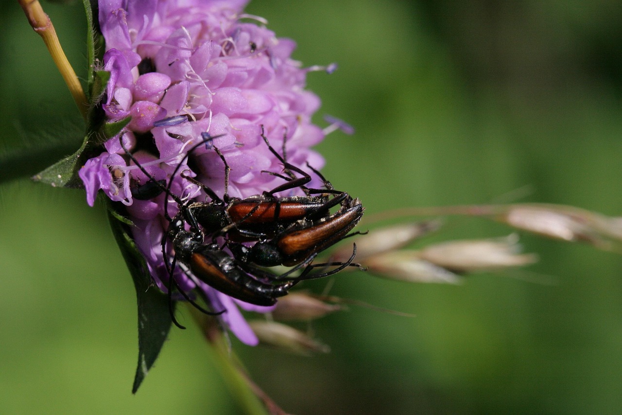 Longhorn Beetles Insects Flower - Free photo on Pixabay - Pixabay
