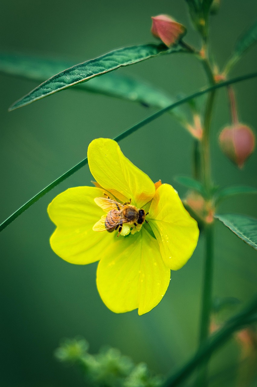 Bunga Kuning Penyerbukan Lebah - Foto gratis di Pixabay - Pixabay