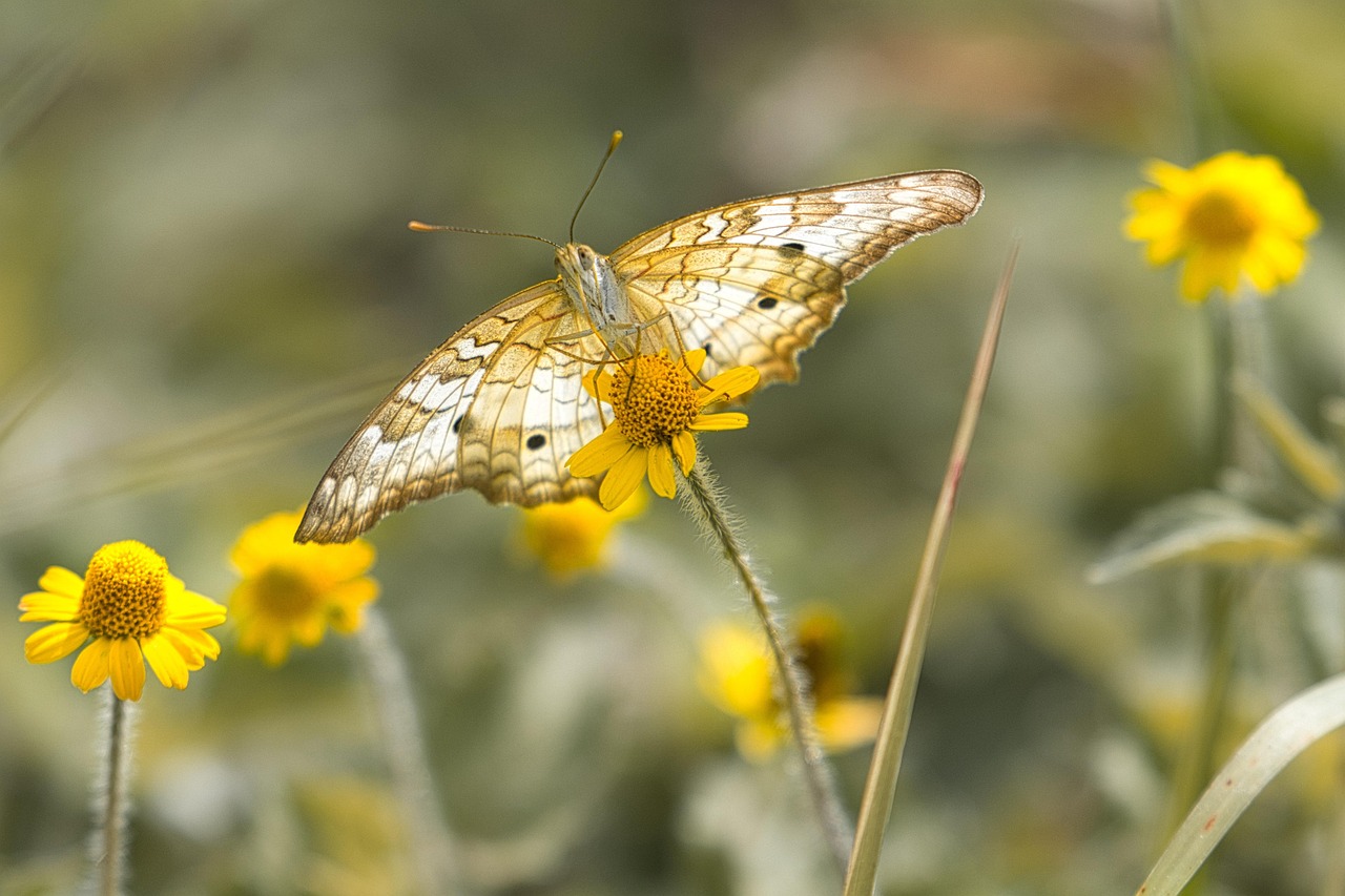 Flower Yellow Butterfly - Free photo on Pixabay