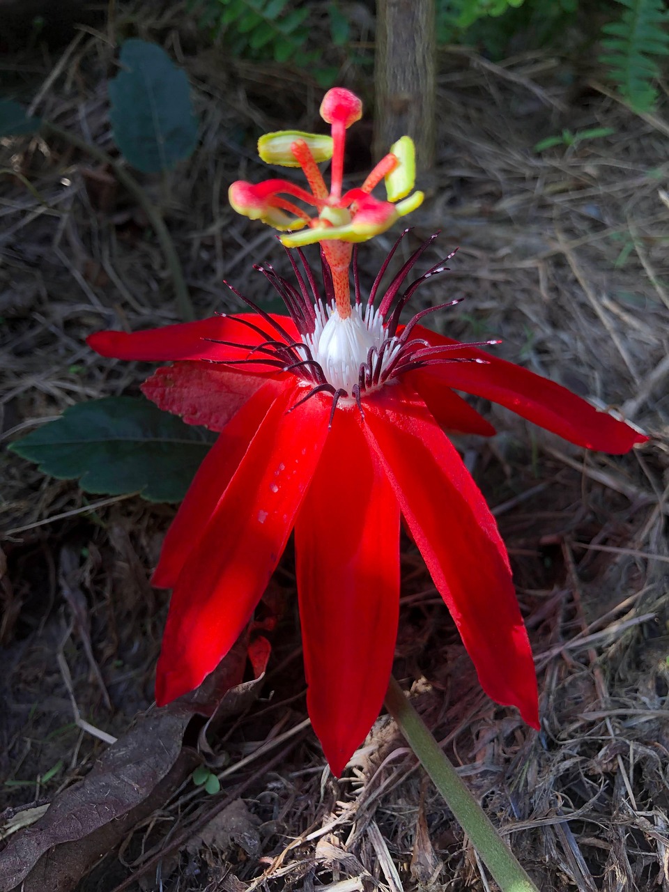 Bunga Liana Alam - Foto gratis di Pixabay - Pixabay