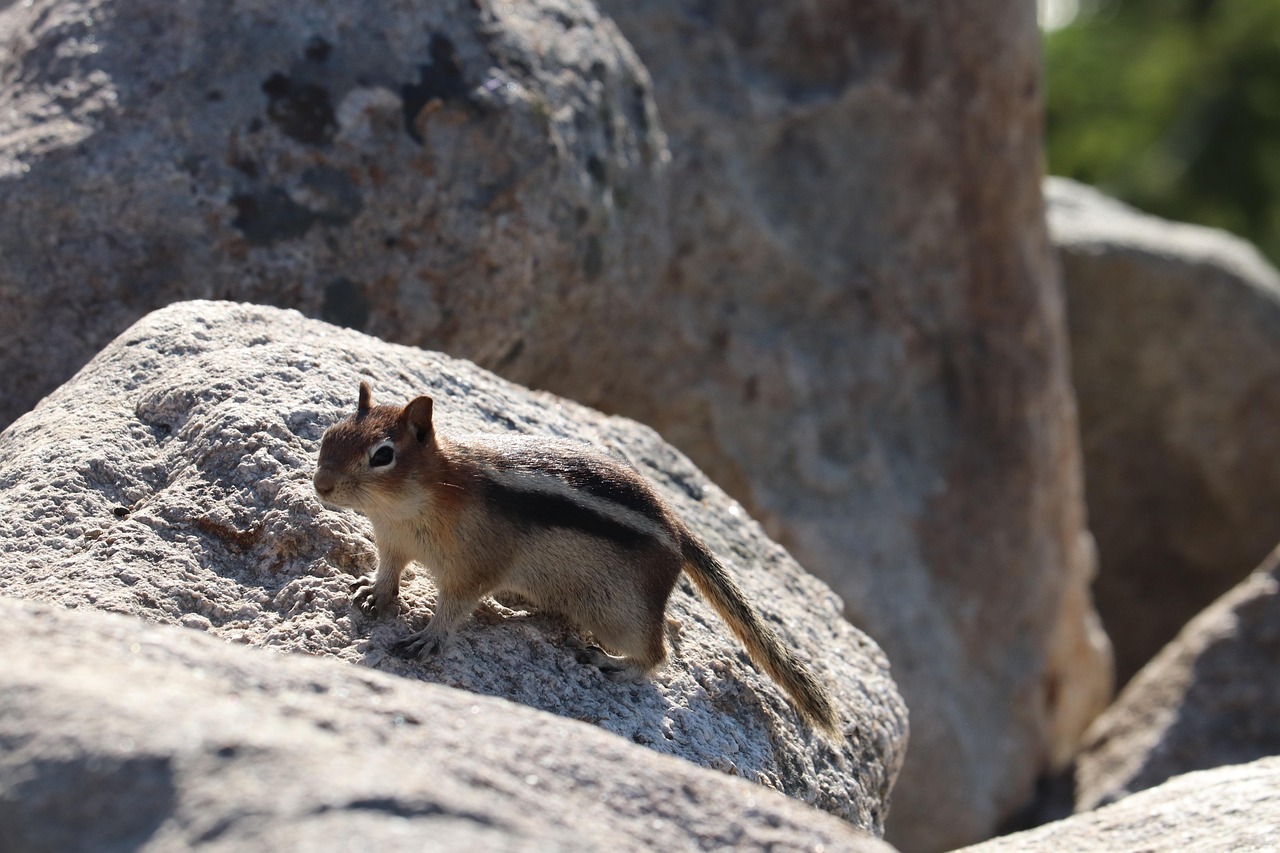 Chipmunk Ground Squirrel Rodent - Free photo on Pixabay - Pixabay