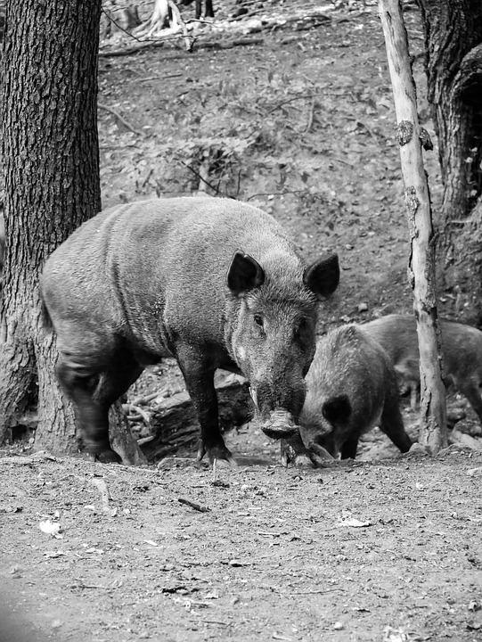 Jabalíes Bosque Fauna Silvestre - Foto gratis en Pixabay