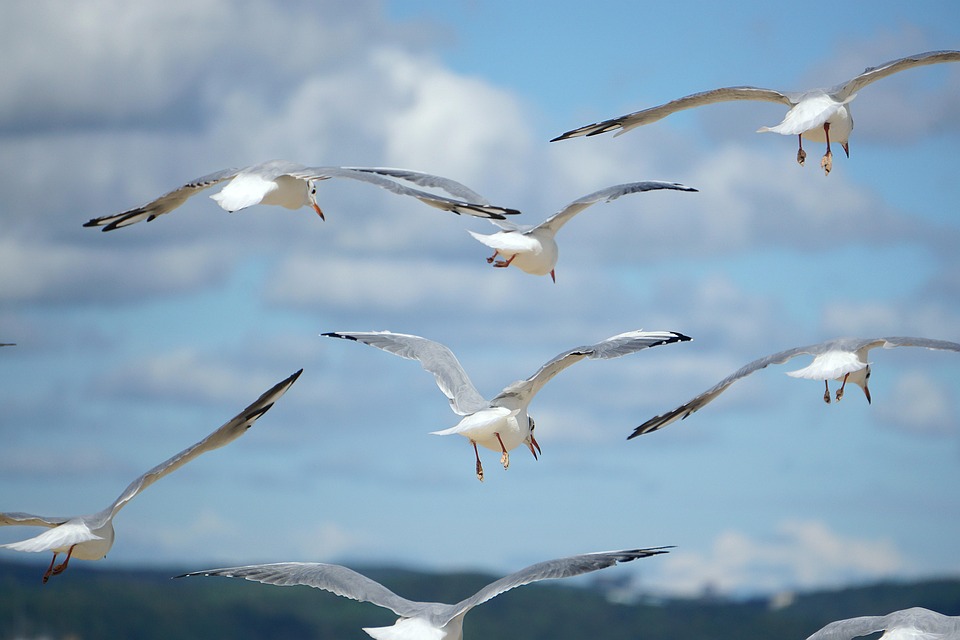 Birds Gulls Flying Seagulls Free Photo On Pixabay Birds Gulls Flying Seagulls Free Photo On Pixabay