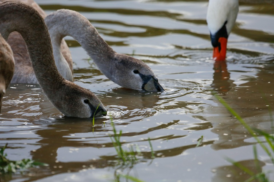 Swans Birds Animals - Free photo on Pixabay