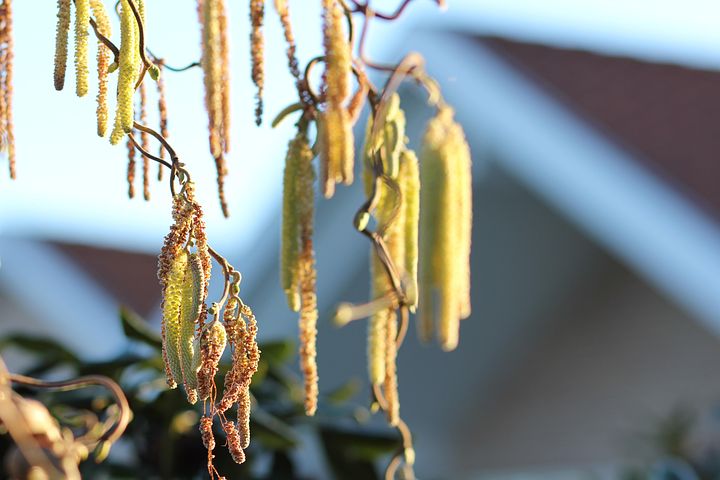 70+ Free Hazel Catkins & Tree Photos - Pixabay