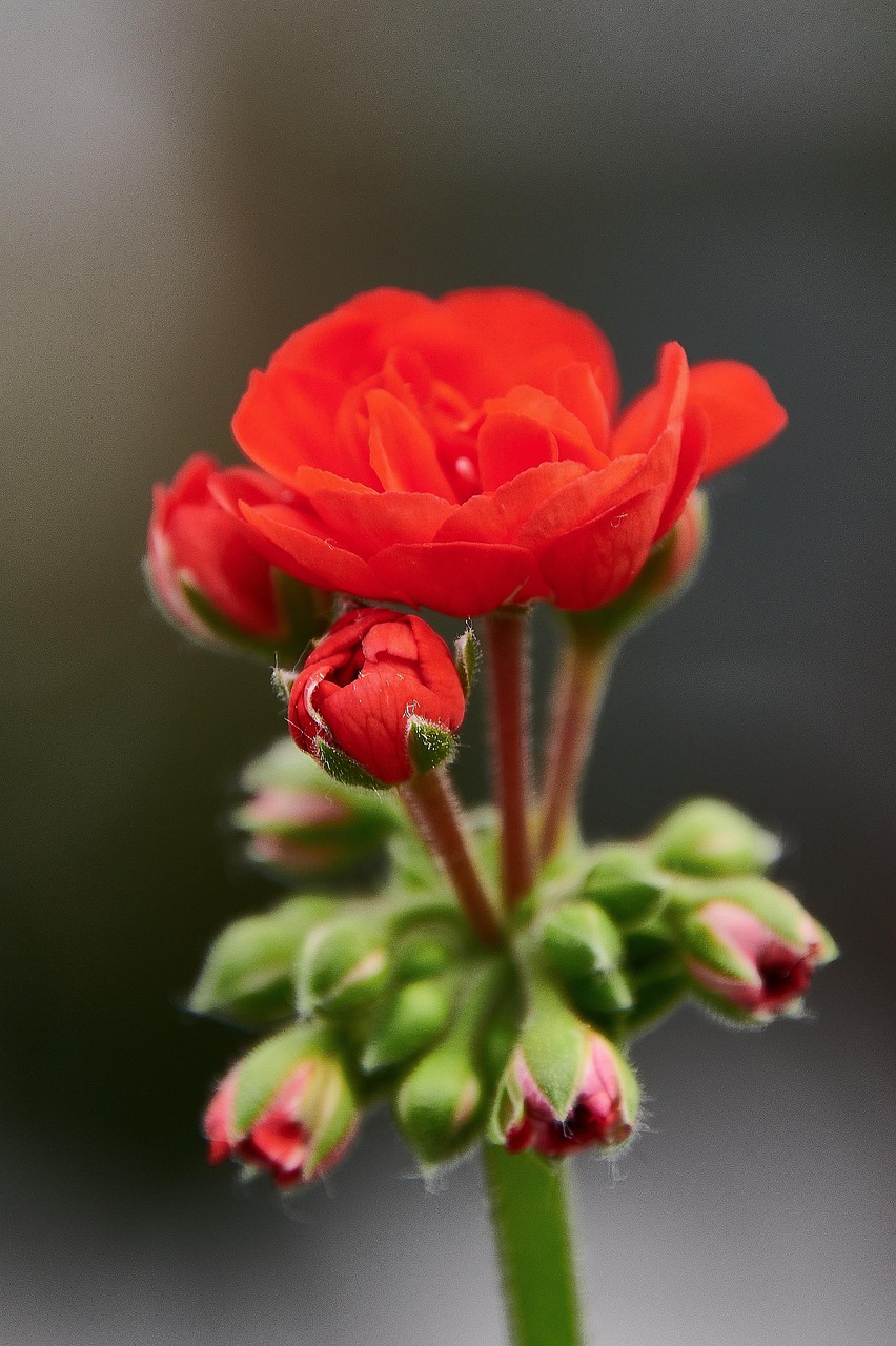 Gerânio Flor Planta - Foto gratuita no Pixabay - Pixabay