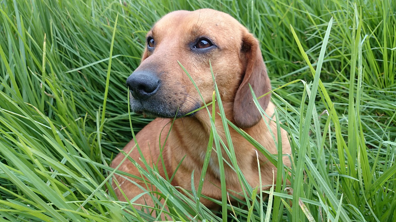Hot Dog Dachshund - Free photo on Pixabay - Pixabay