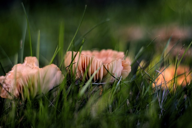 Champignons Champignon Gazon - Photo gratuite sur Pixabay - Pixabay