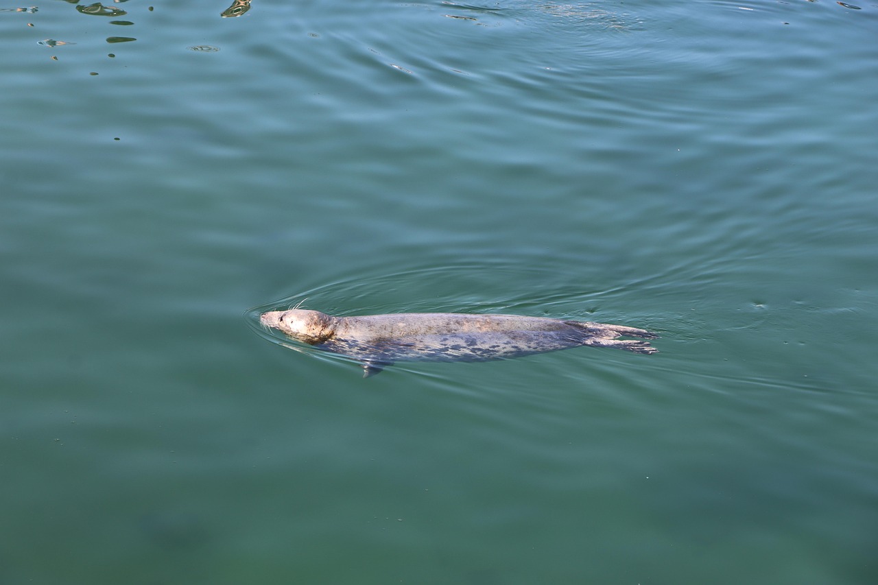 Siegel Santander Minizoo - Kostenloses Foto auf Pixabay - Pixabay