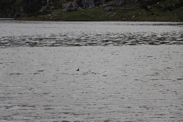 Lac Covagonda Canard Animal La - Photo gratuite sur Pixabay - Pixabay