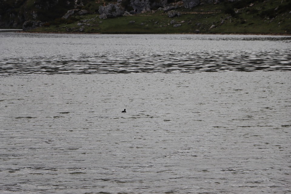 Lac Covagonda Canard Animal La - Photo gratuite sur Pixabay - Pixabay