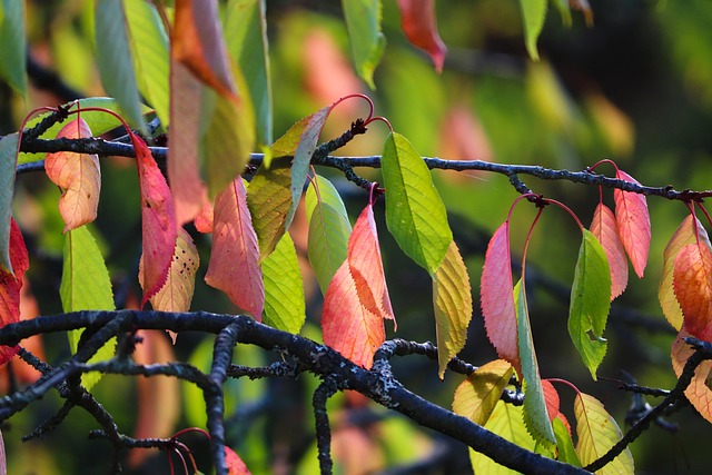 Cherry Leaves Fall Tree - Free photo on Pixabay