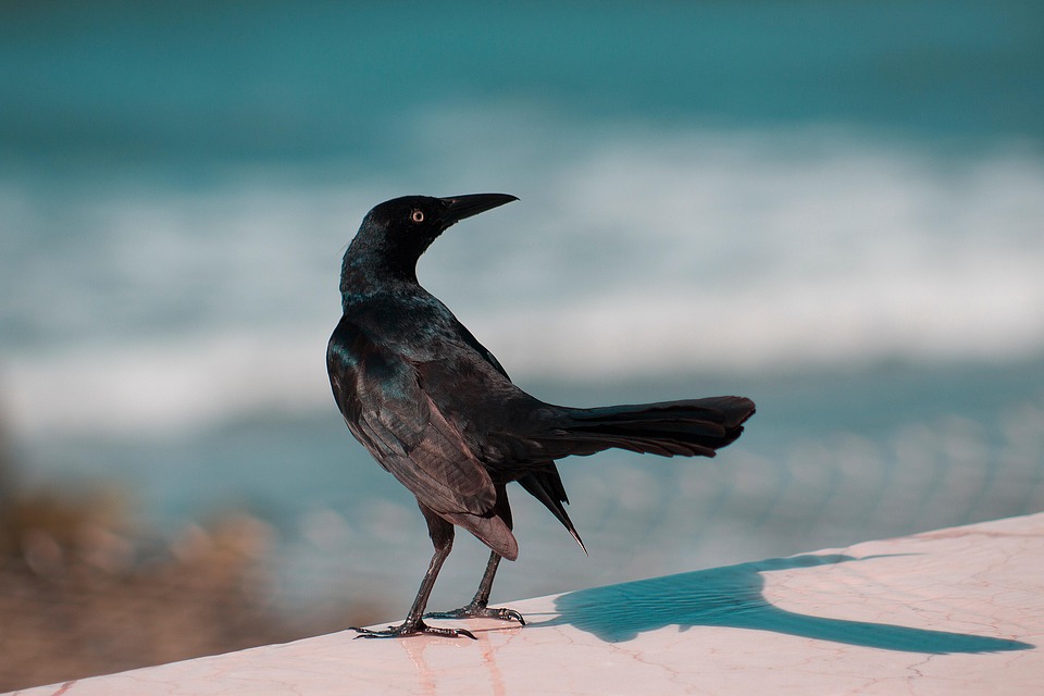Bird Black Mulatto Maria - Free photo on Pixabay