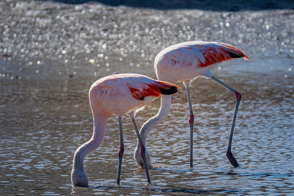 Flamingos Eating - Free photo on Pixabay