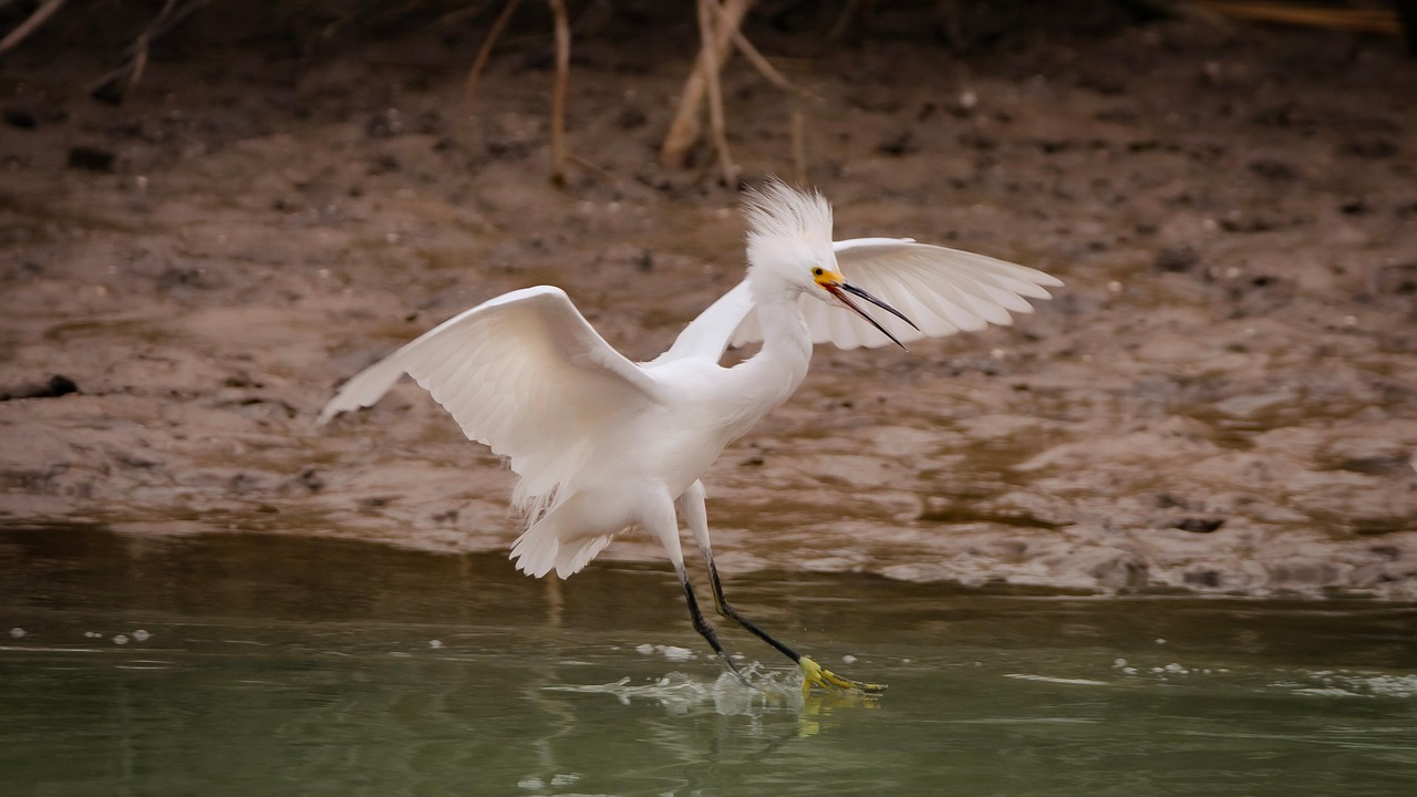 White Heron Waterfowl Peak - Free photo on Pixabay