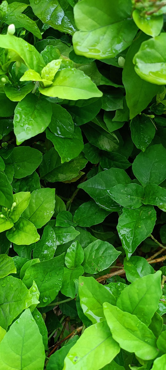 Natureza Folhas Verde - Foto gratuita no Pixabay - Pixabay