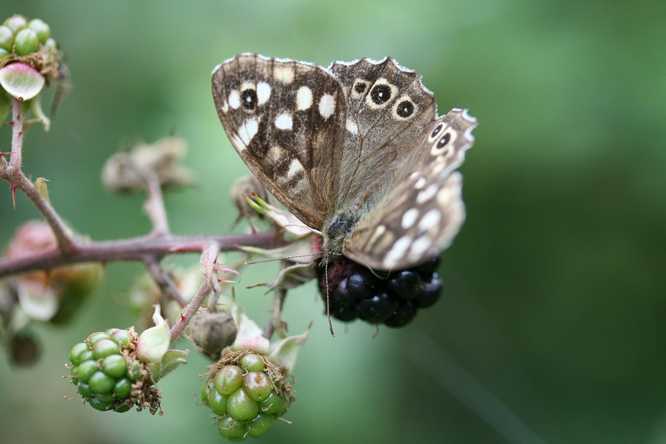 Speckled Wood Butterfly - Free photo on Pixabay