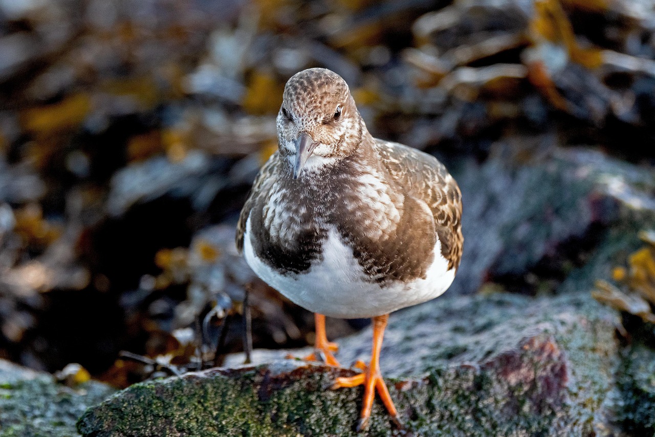Pájaro Ave Zancuda Piedra Angular - Foto gratis en Pixabay - Pixabay
