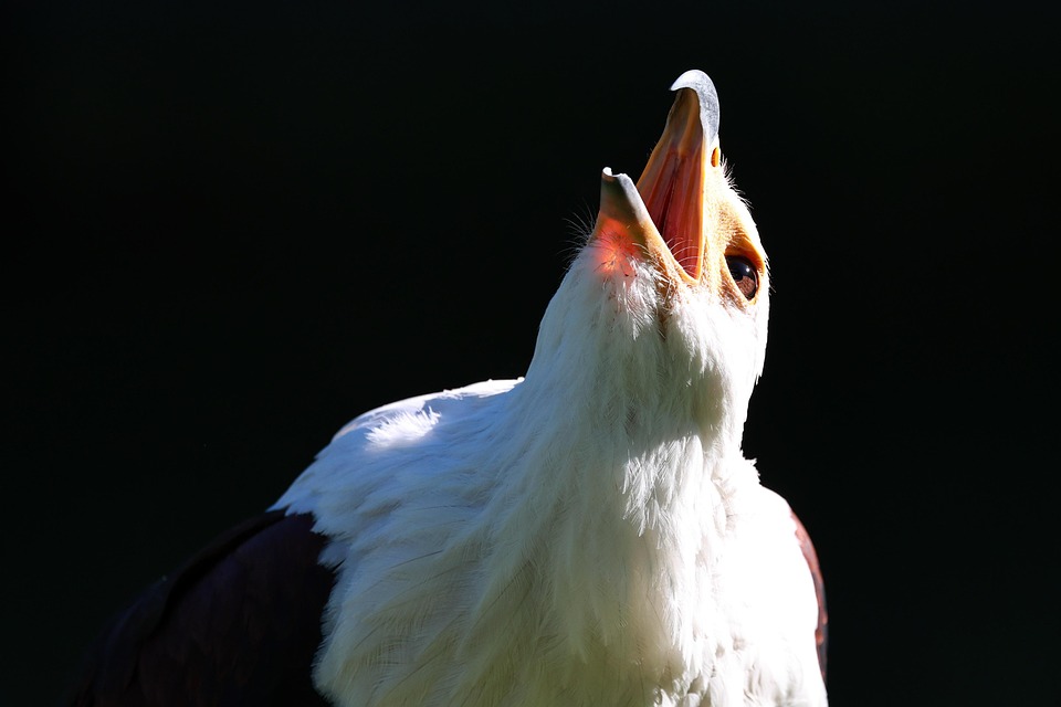 Adler Schnabel Offen - Kostenloses Foto auf Pixabay