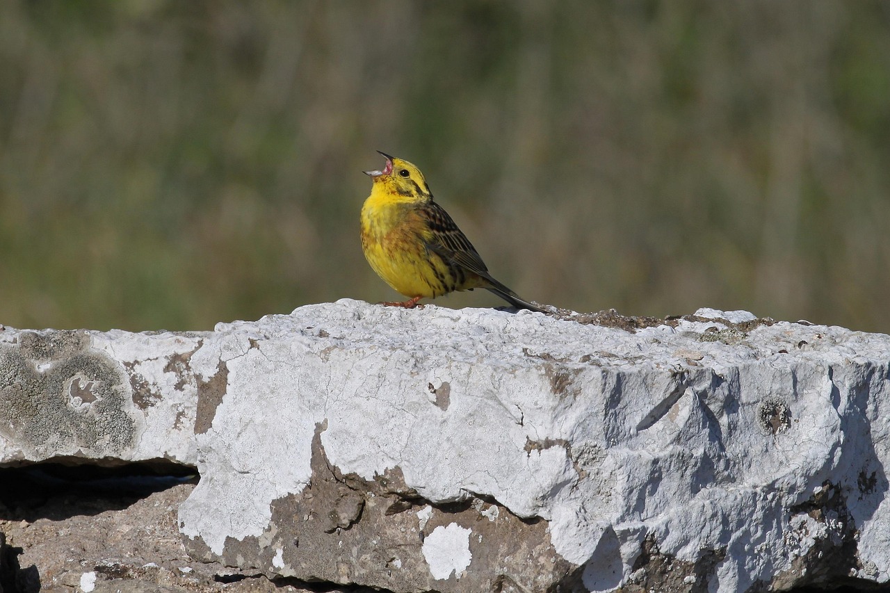 Bird Ornithology Species - Free photo on Pixabay - Pixabay