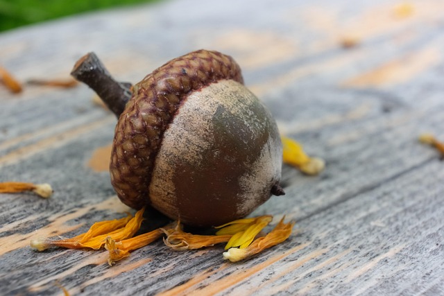 Bellota Otoño Naturaleza - Foto gratis en Pixabay - Pixabay